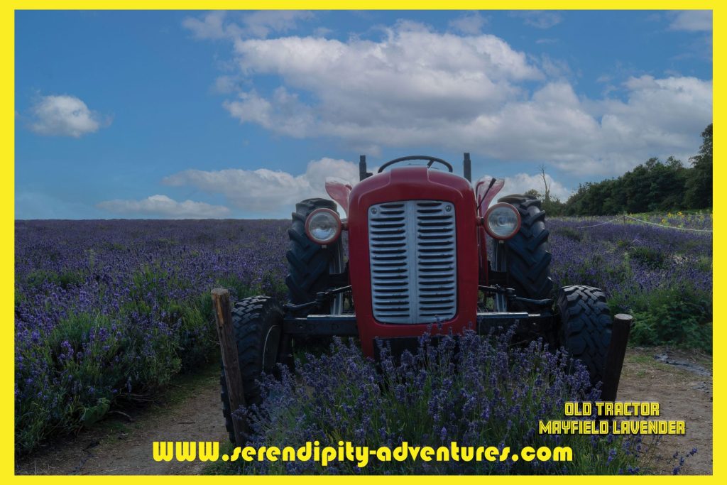 15 Best Reasons You Must Visit Mayfield Lavender Farm