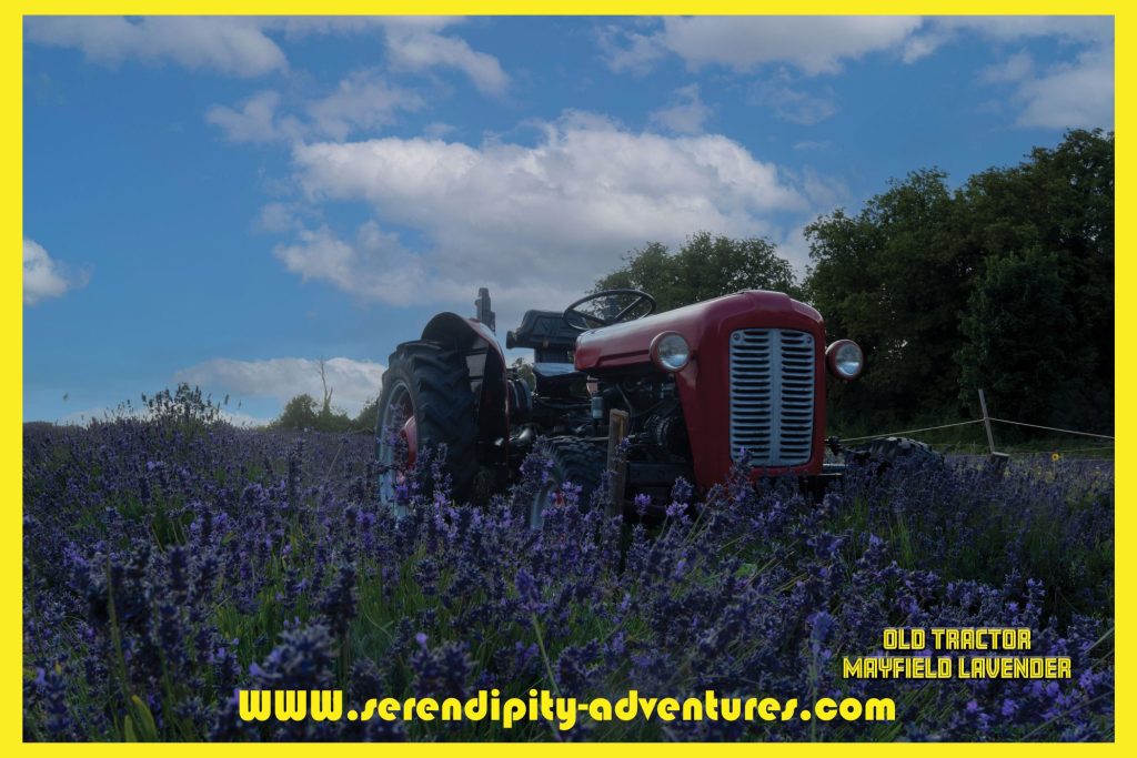 15 Best Reasons You Must Visit Mayfield Lavender Farm